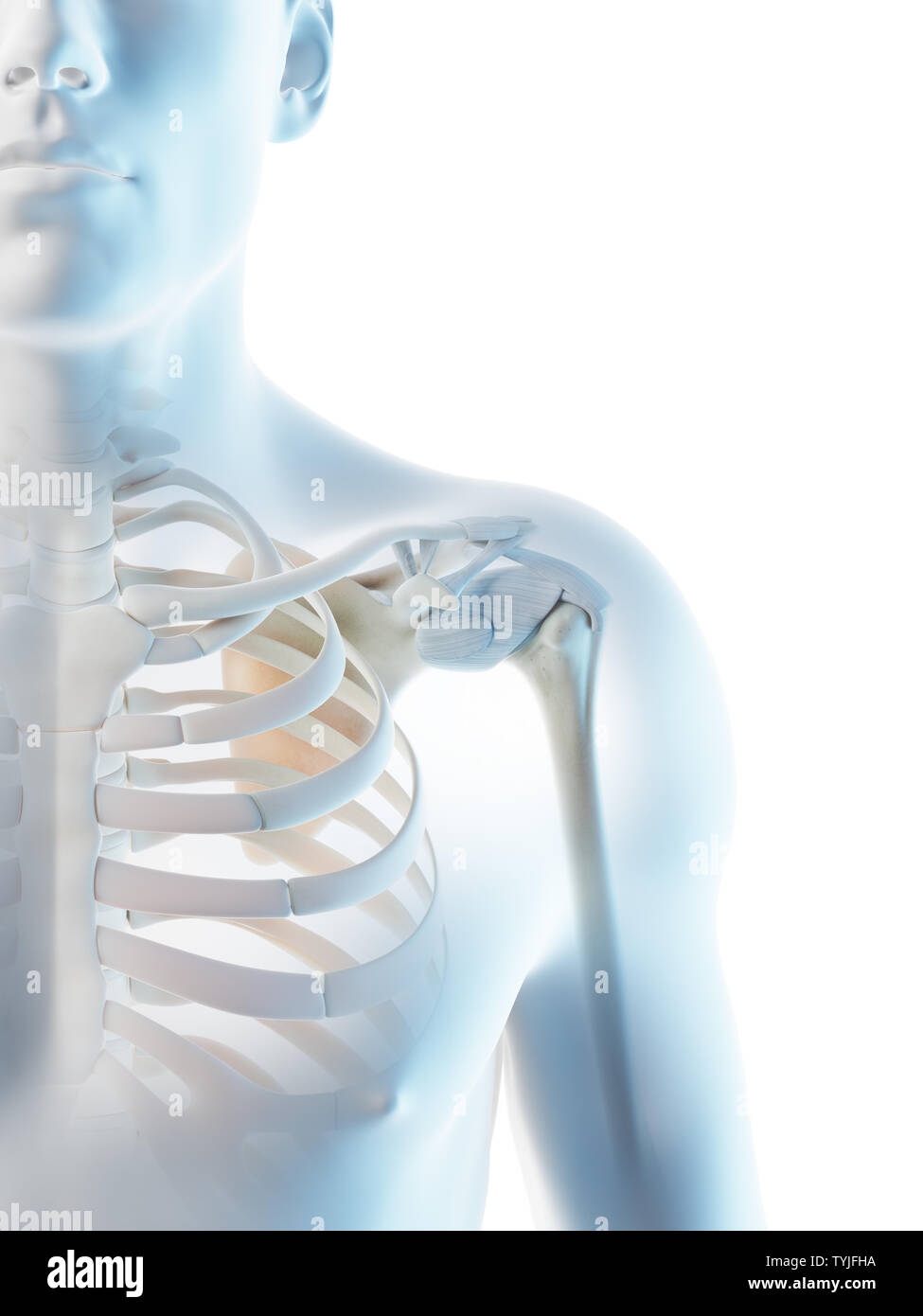 3d rendered illustration of a mans skeletal shoulder Stock Photo - Alamy