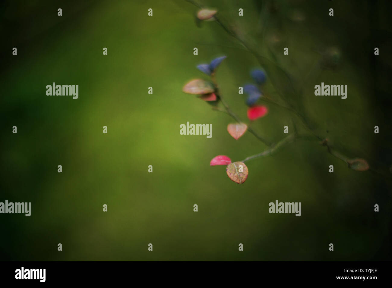 Timidly hi-res stock photography and images - Alamy