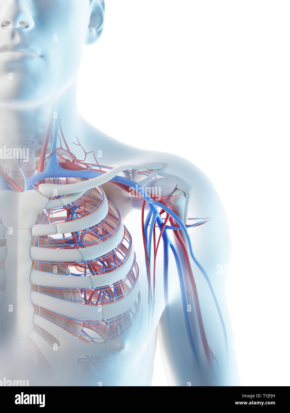 Human vascular shoulder hi-res stock photography and images - Alamy