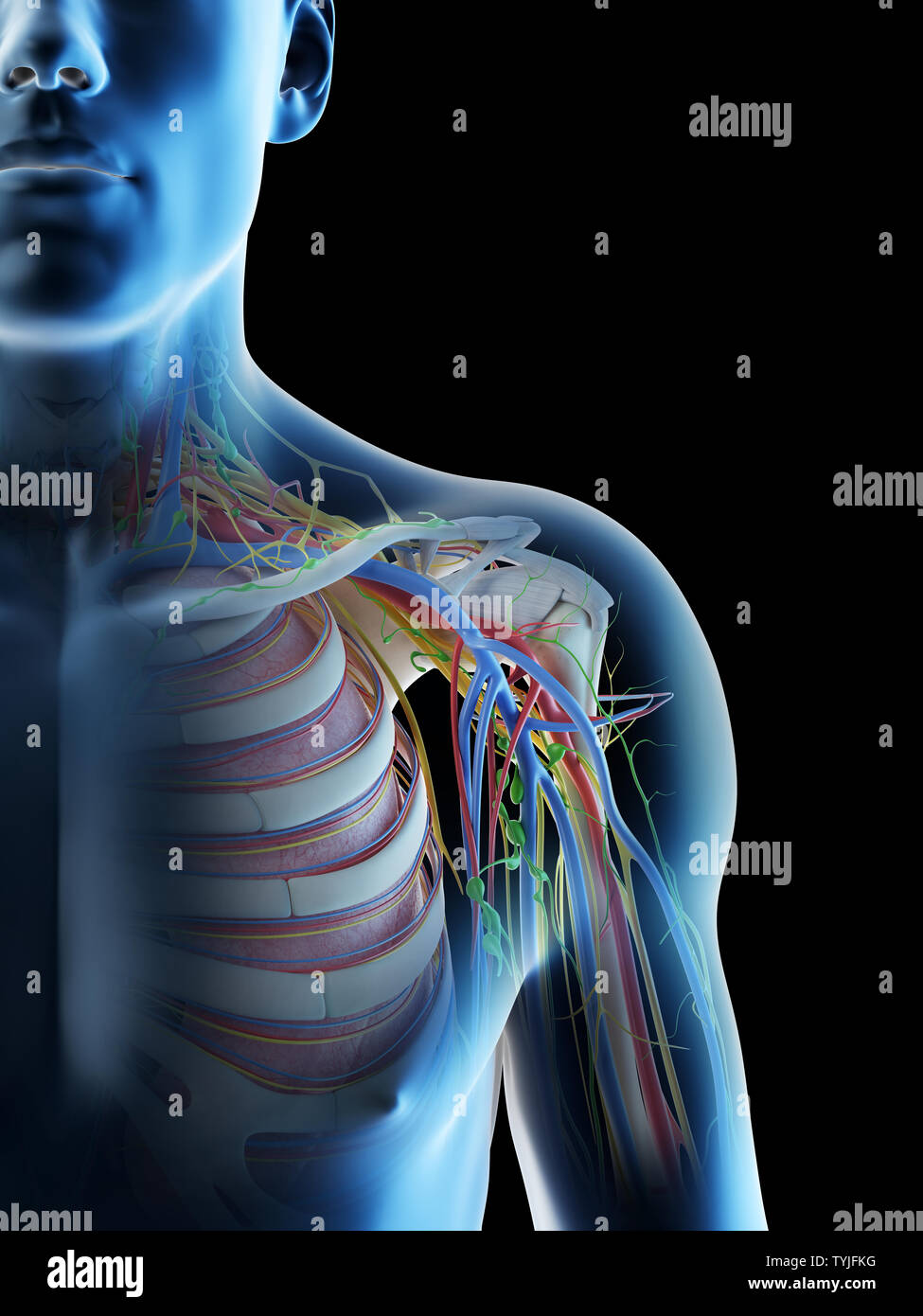 3d rendered illustration of a mans anatomy of the shoulder Stock Photo ...