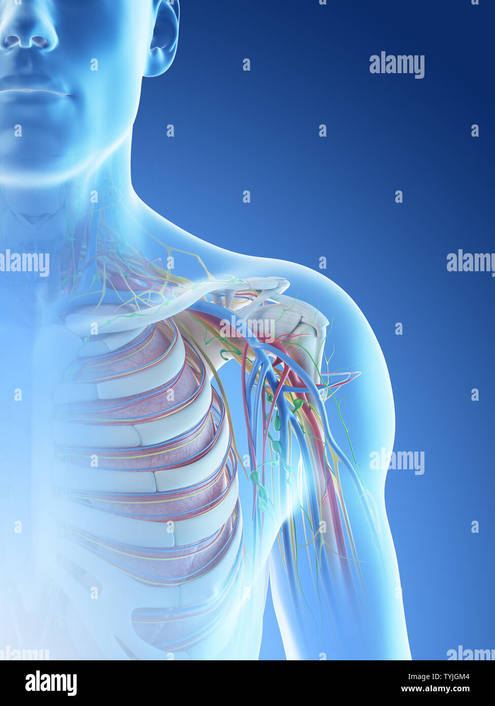 3d rendered illustration of a mans anatomy of the shoulder Stock Photo ...