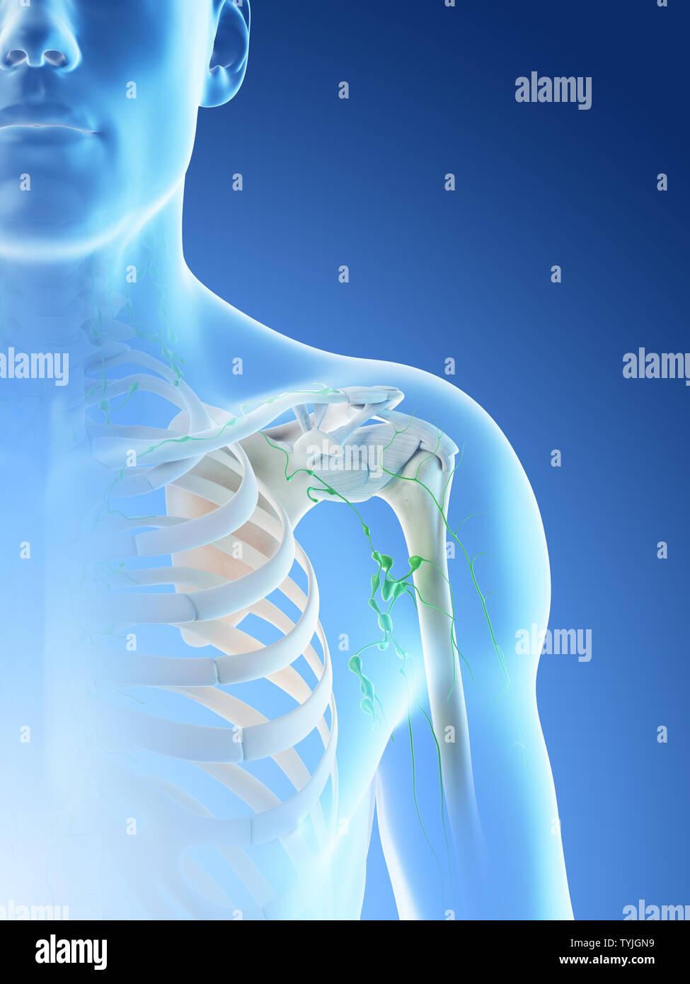3d rendered illustration of a mans lymph nodes of the shoulder area ...