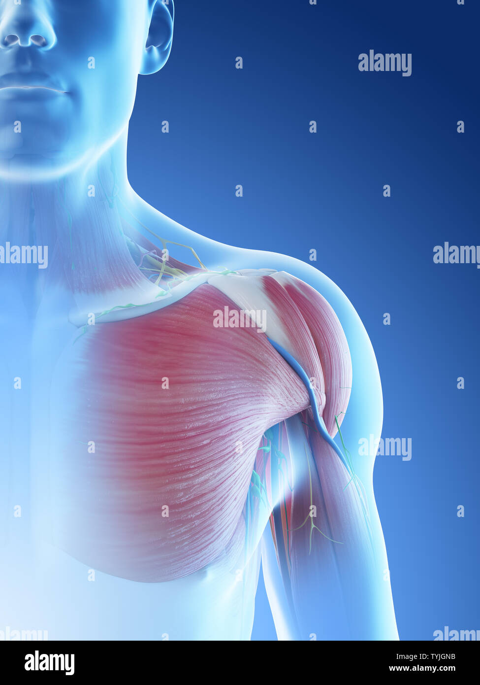 3d rendered illustration of a mans anatomy of the shoulder Stock Photo ...