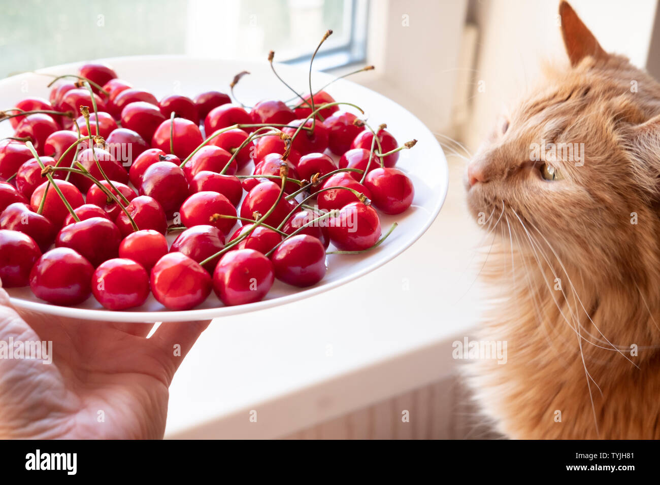 Offering cherries to red cat side view. Hand holding white plate with ...
