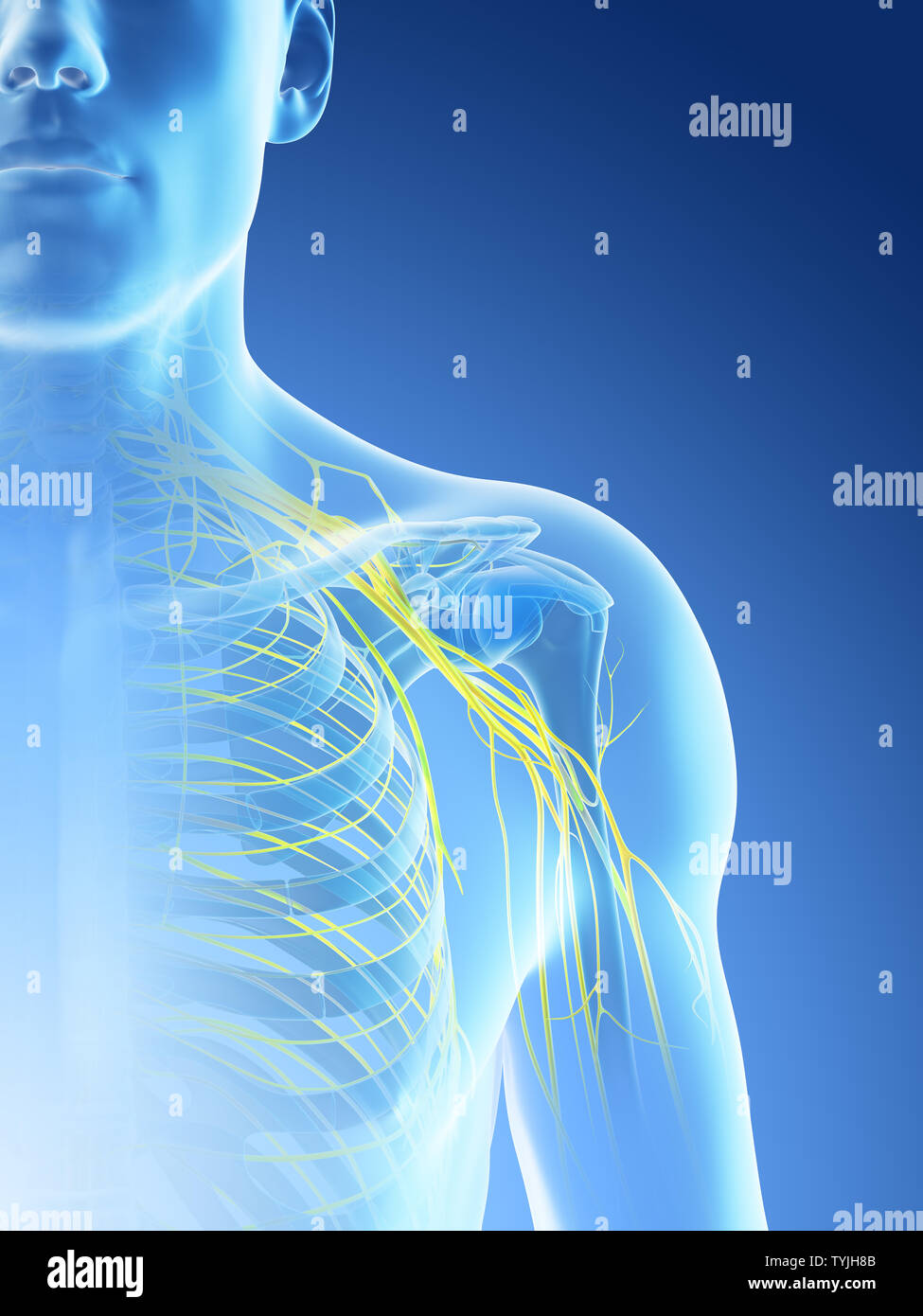 3d rendered illustration of a mans nerves of the shoulder Stock Photo ...