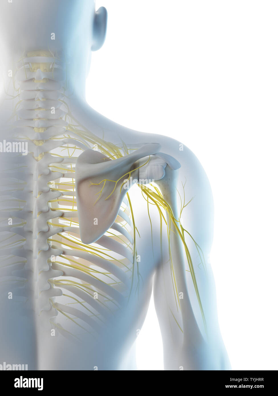 Human shoulder nerve hi-res stock photography and images - Alamy
