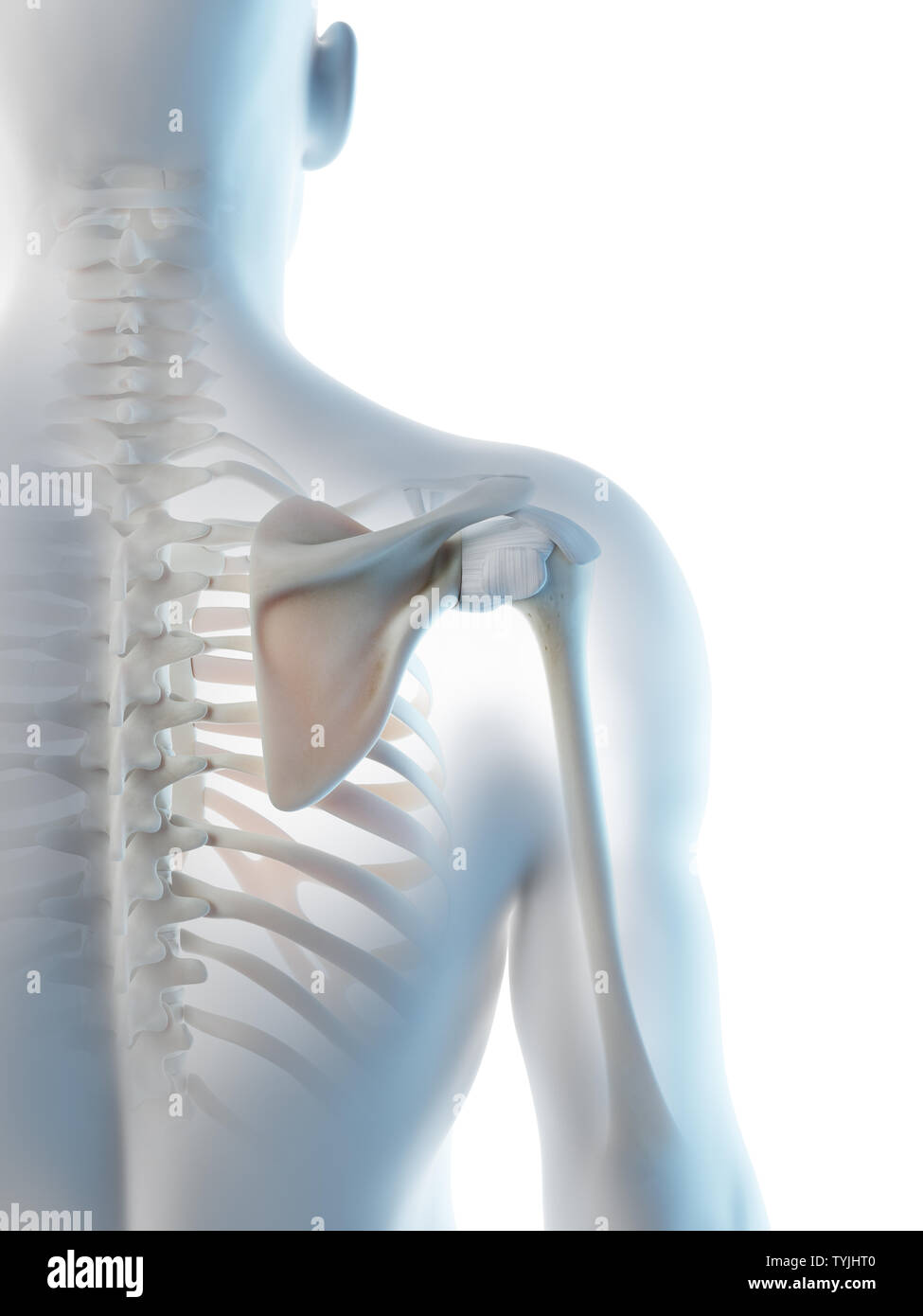 3d rendered illustration of a mans skeletal shoulder Stock Photo - Alamy