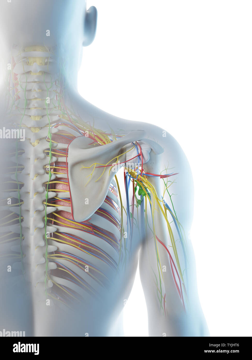 3d rendered illustration of a mans anatomy of the shoulder Stock Photo ...