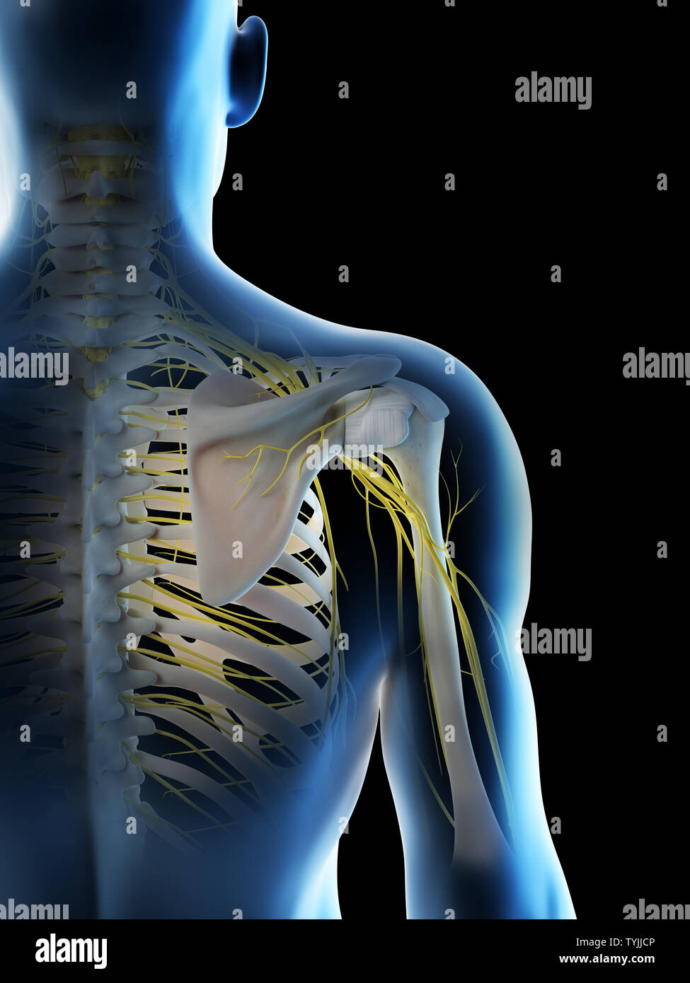 3d rendered illustration of a mans nerves of the shoulder Stock Photo ...