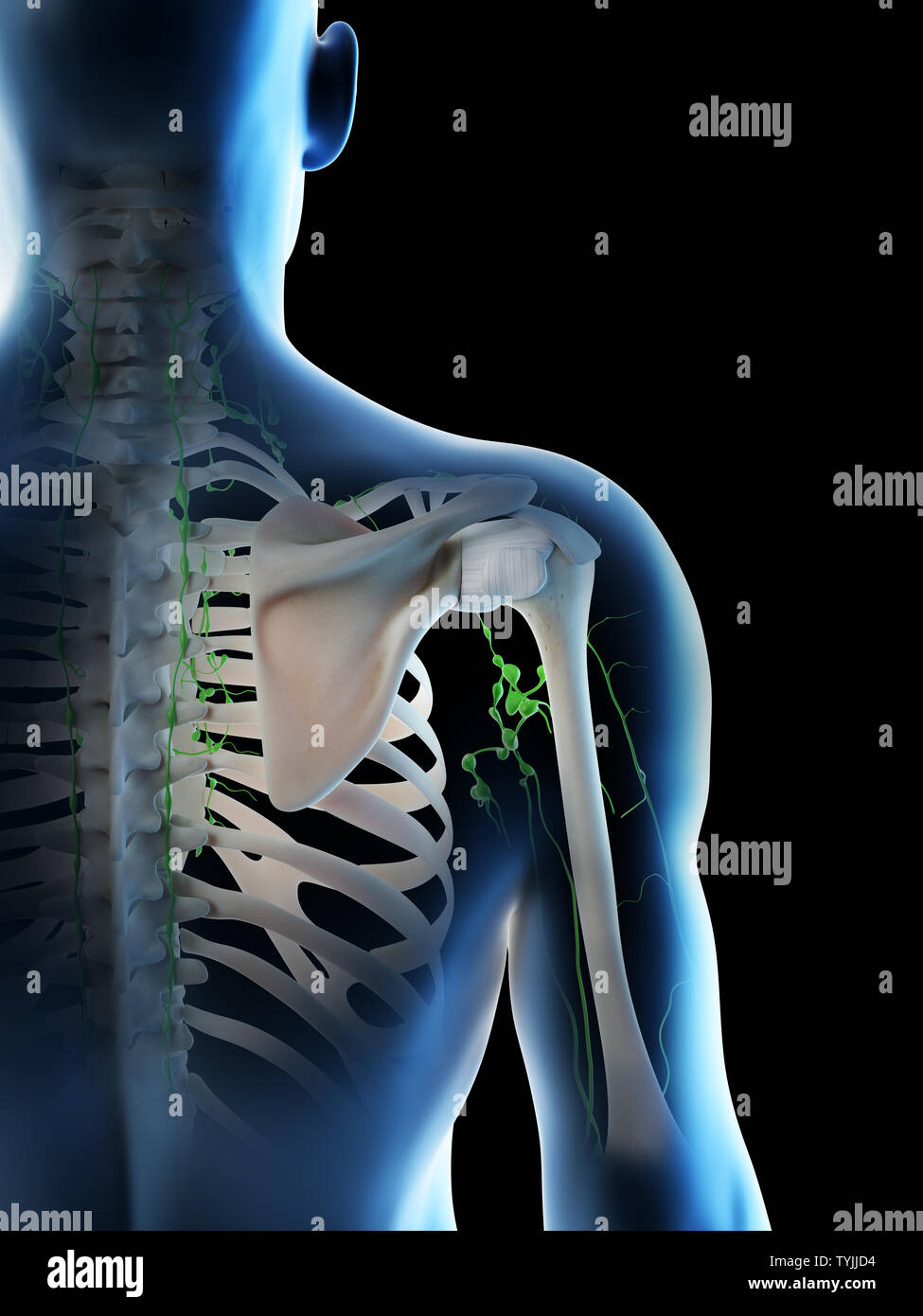 3d rendered illustration of a mans lymph nodes of the shoulder area ...