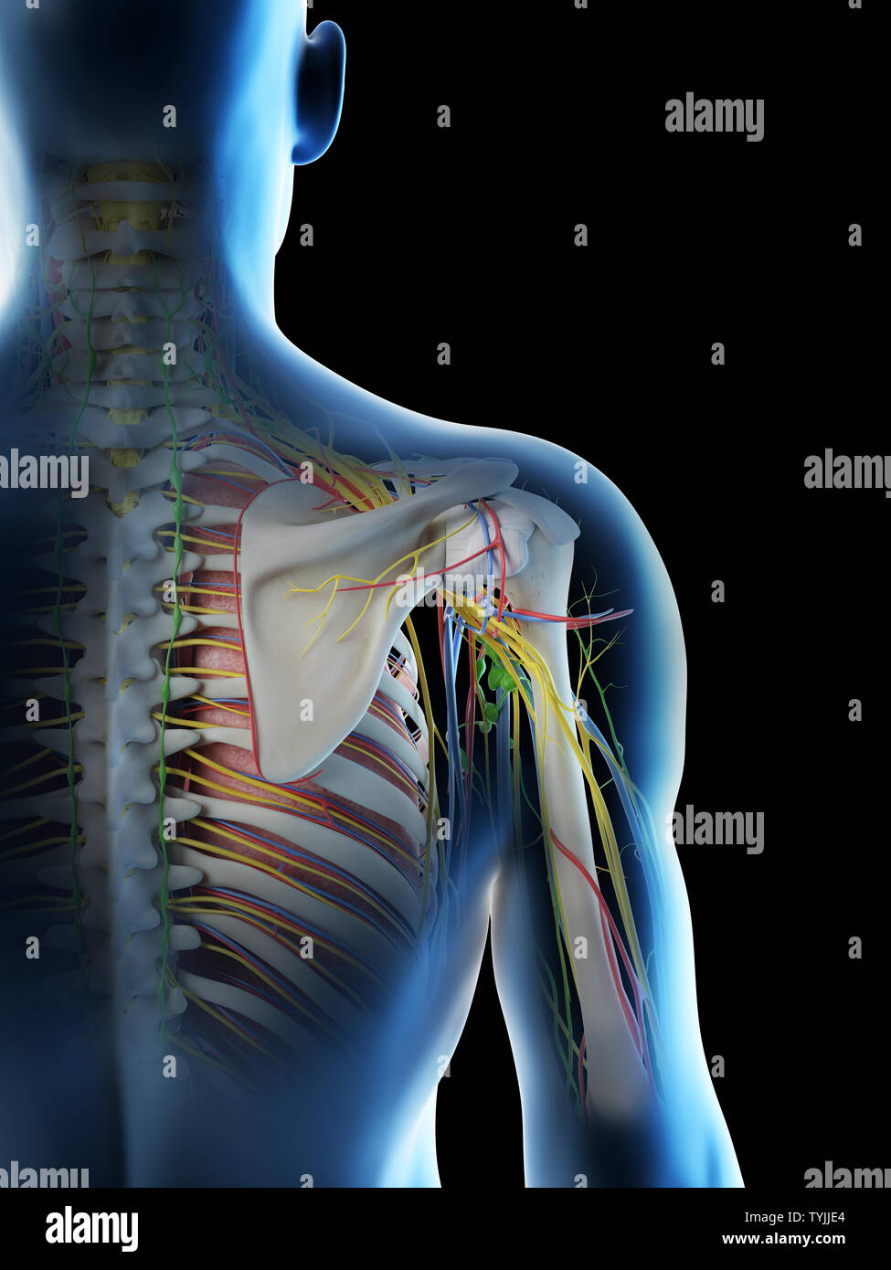 Human vascular shoulder hi-res stock photography and images - Alamy