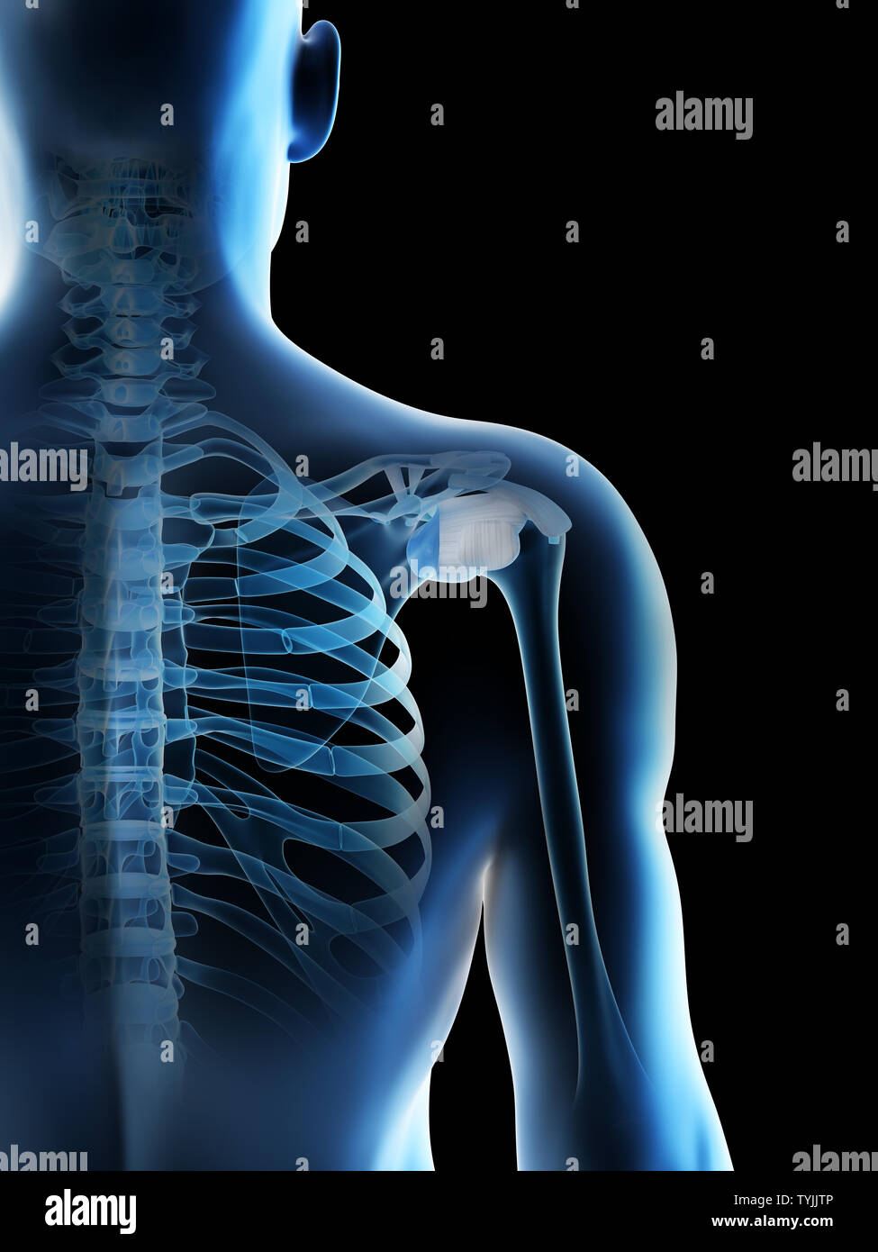 3d rendered illustration of a mans skeletal shoulder Stock Photo - Alamy