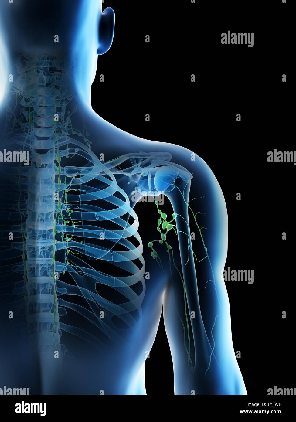 Shoulder Lymph Nodes