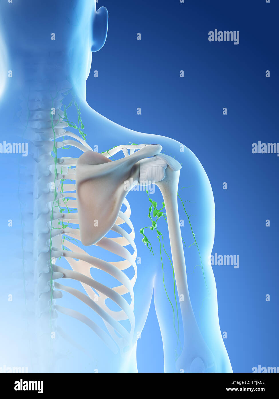 3d rendered illustration of a mans lymph nodes of the shoulder area ...