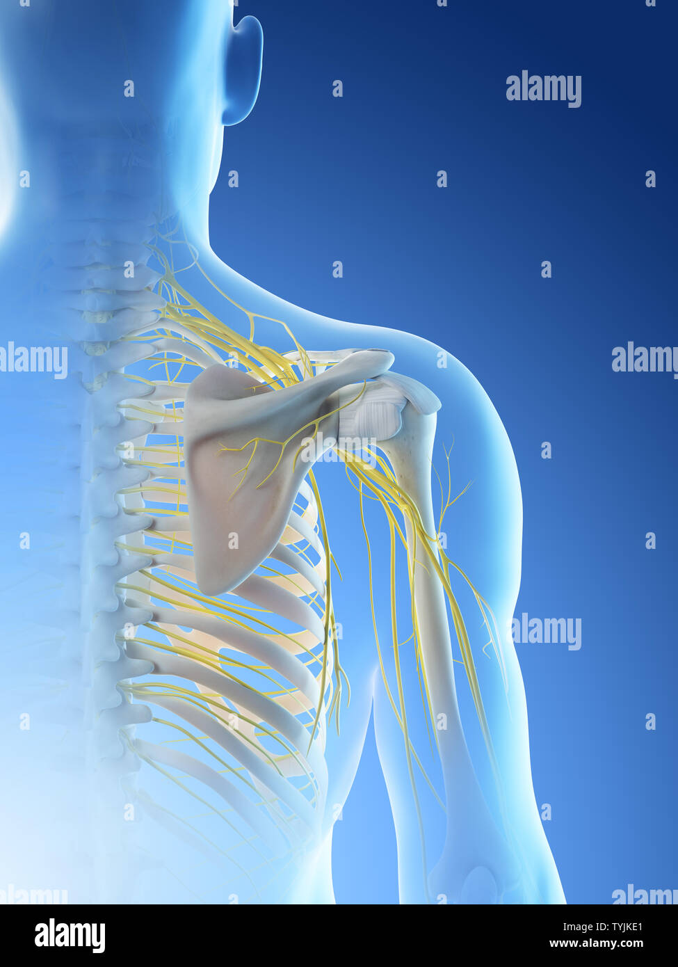3d rendered illustration of a mans nerves of the shoulder Stock Photo ...