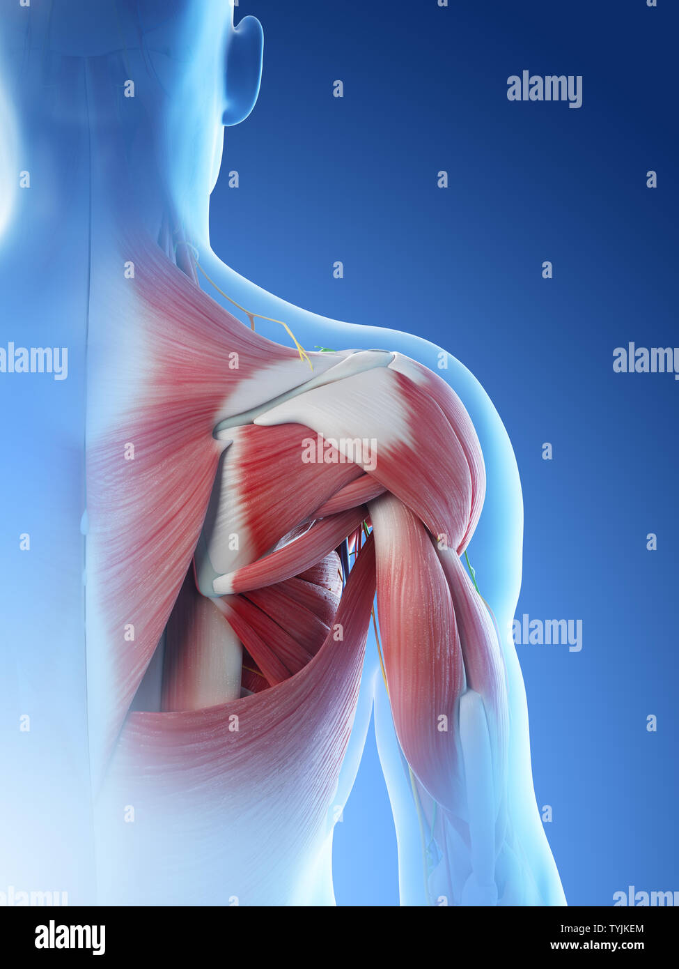 3d rendered illustration of a mans anatomy of the shoulder Stock Photo ...