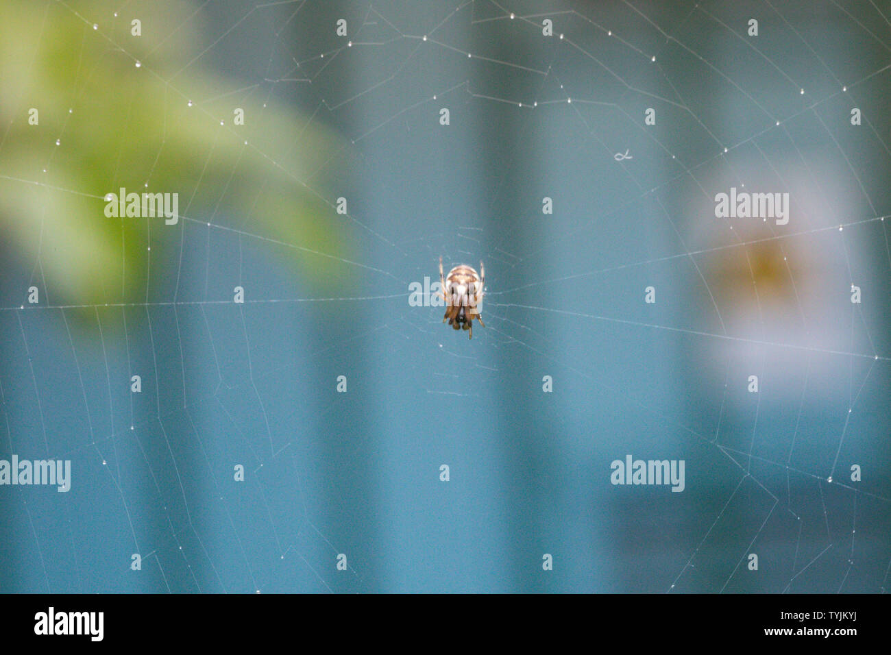 Spider traps hi-res stock photography and images - Alamy