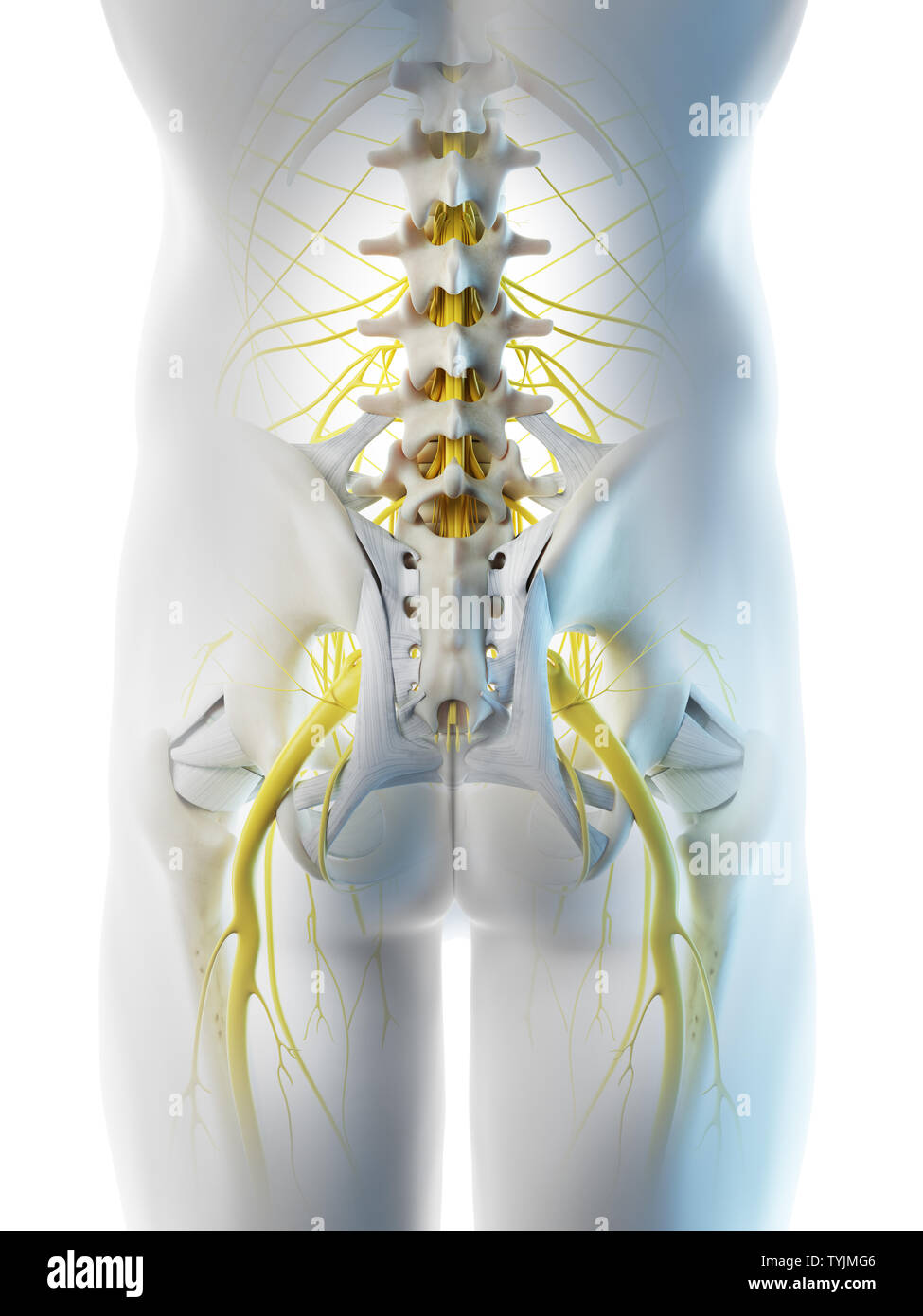 Nerves pelvis hi-res stock photography and images - Alamy