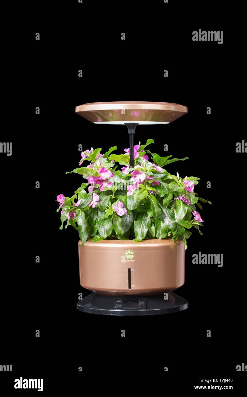 Beautiful potted flowers under hi-res stock photography and images - Alamy