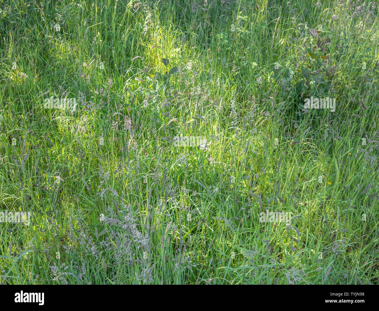 Carpet of weeds and tall grasses in a forgotten corner of a large piece ...