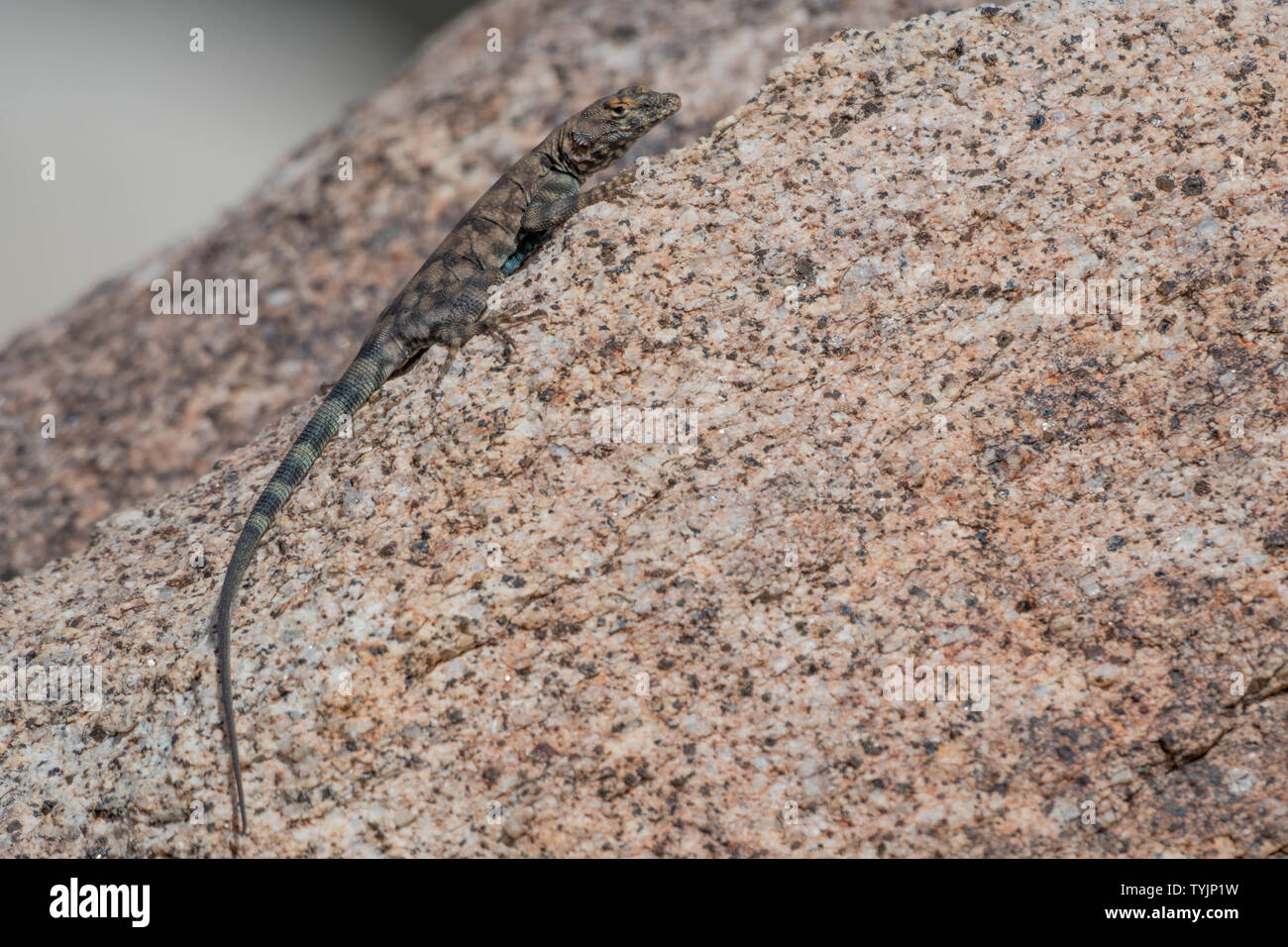 Petrosaurus hi-res stock photography and images - Alamy