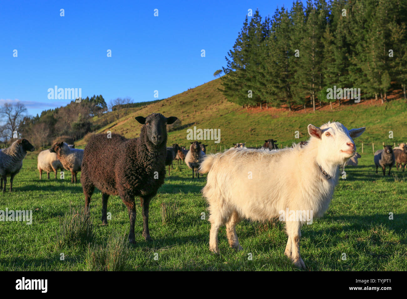New Zealand Natural Ranch Stock Photo - Alamy
