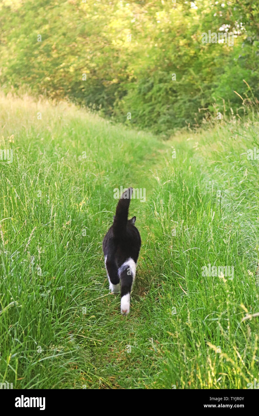 Cat Walking Back View