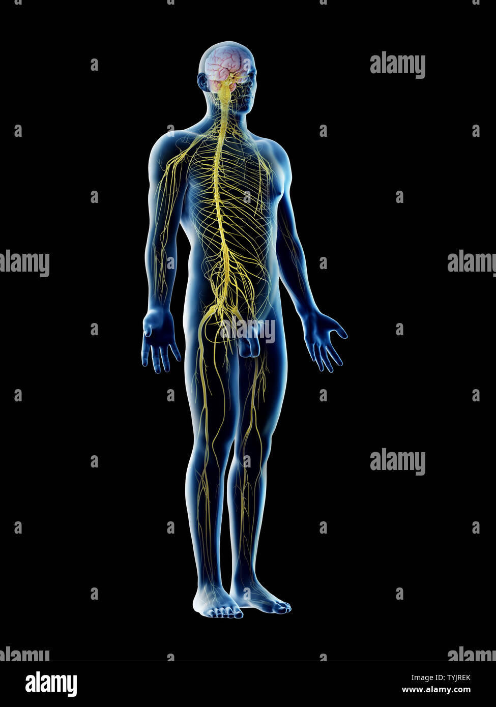 3d rendered illustration of a mans nervous system Stock Photo - Alamy
