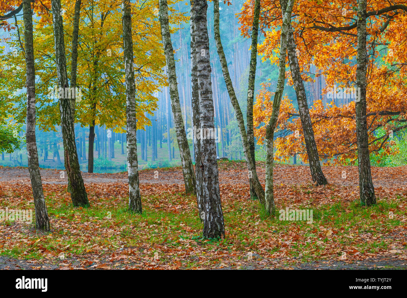 Golden autumn colors. Sunny fall forest with birch trees Stock Photo ...