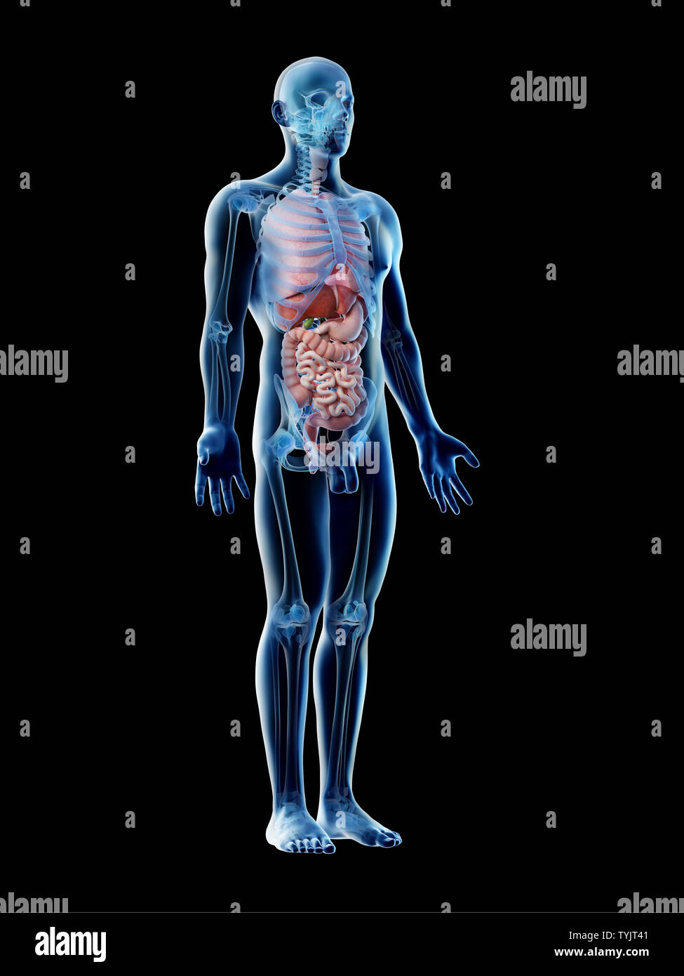 3d rendered illustration of a mans organs Stock Photo - Alamy