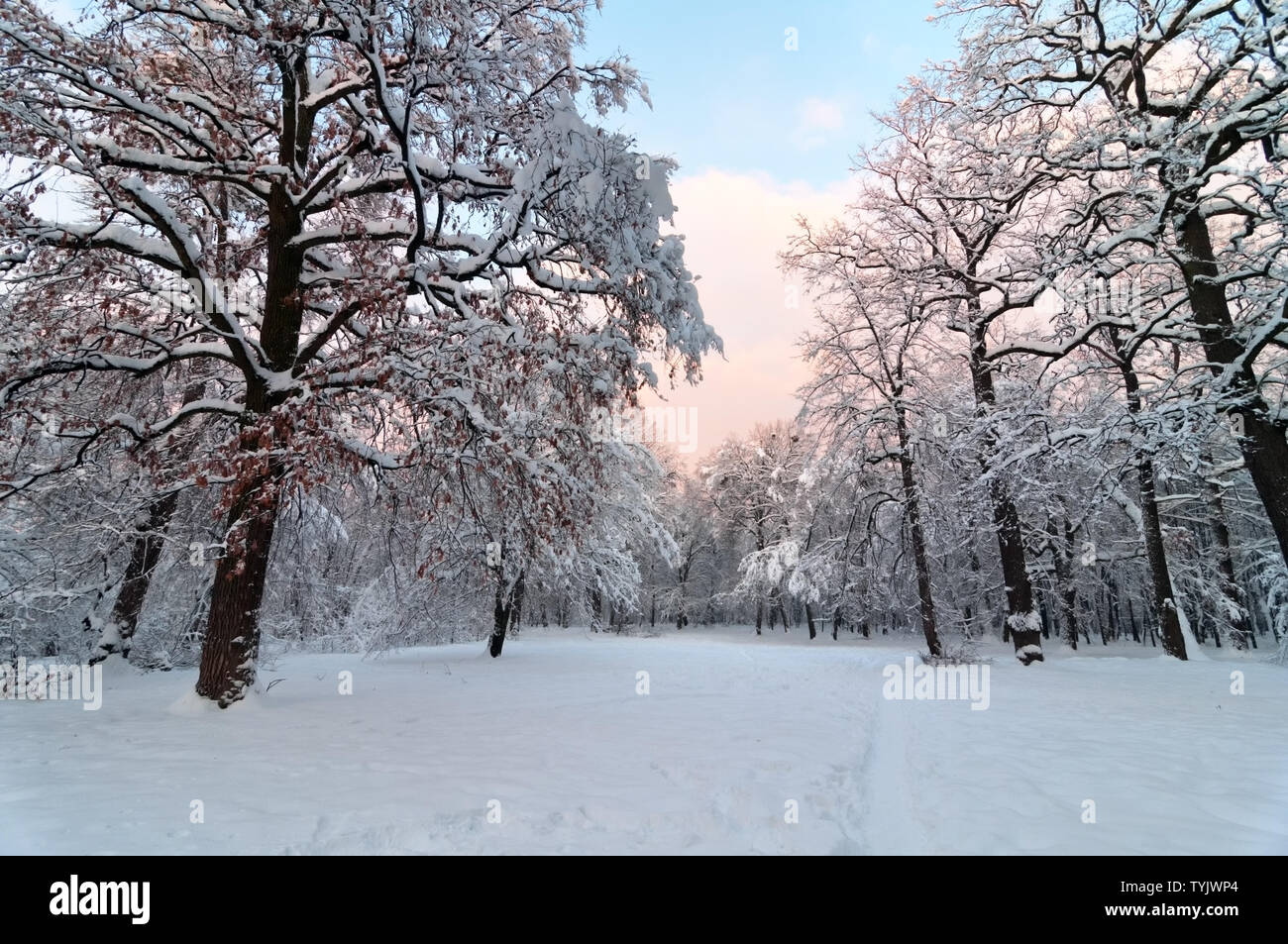 Beautiful winter park with sunset colors sky and trees Stock Photo - Alamy