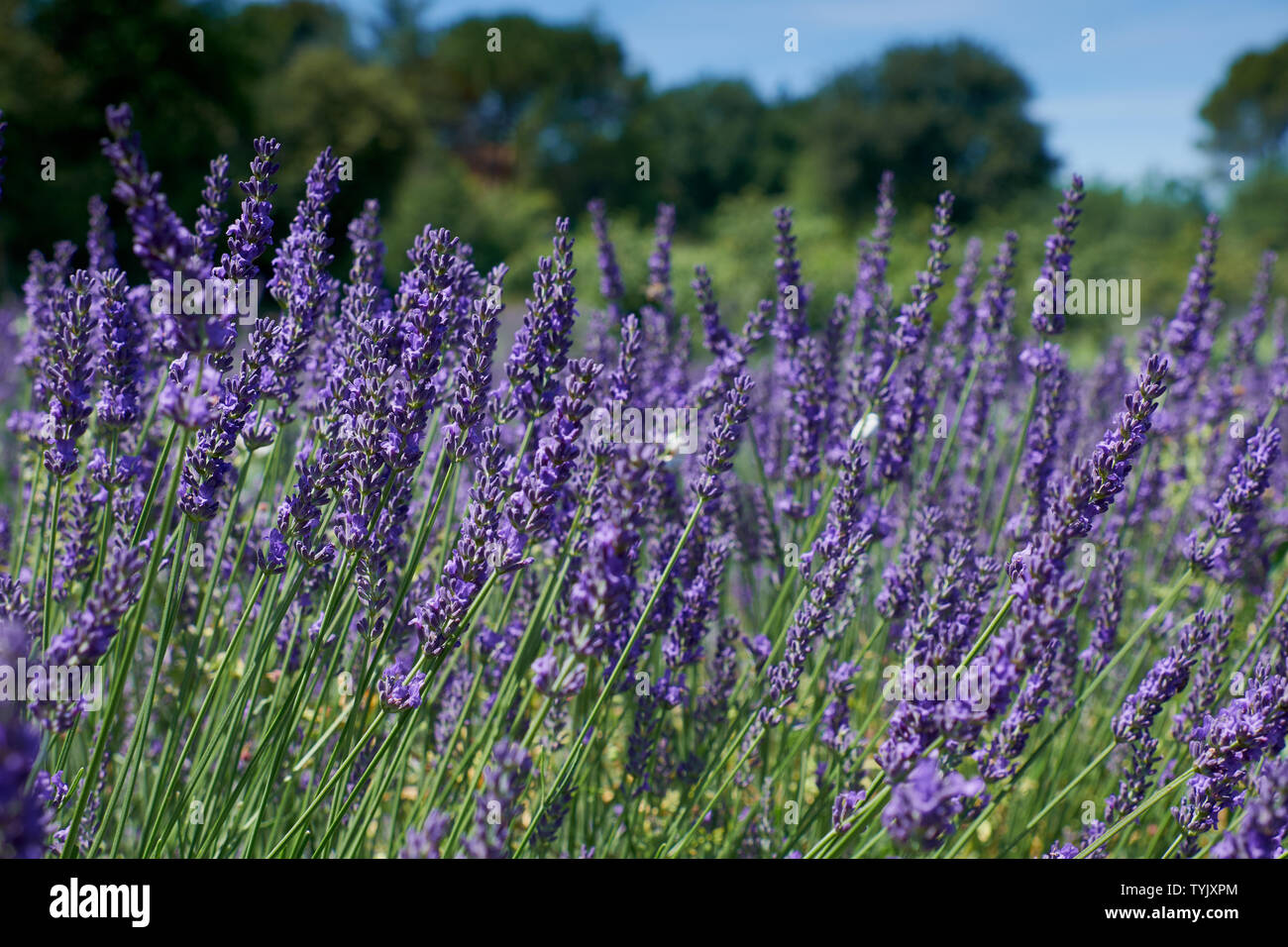 Lavender flowers of Provence Stock Photo - Alamy