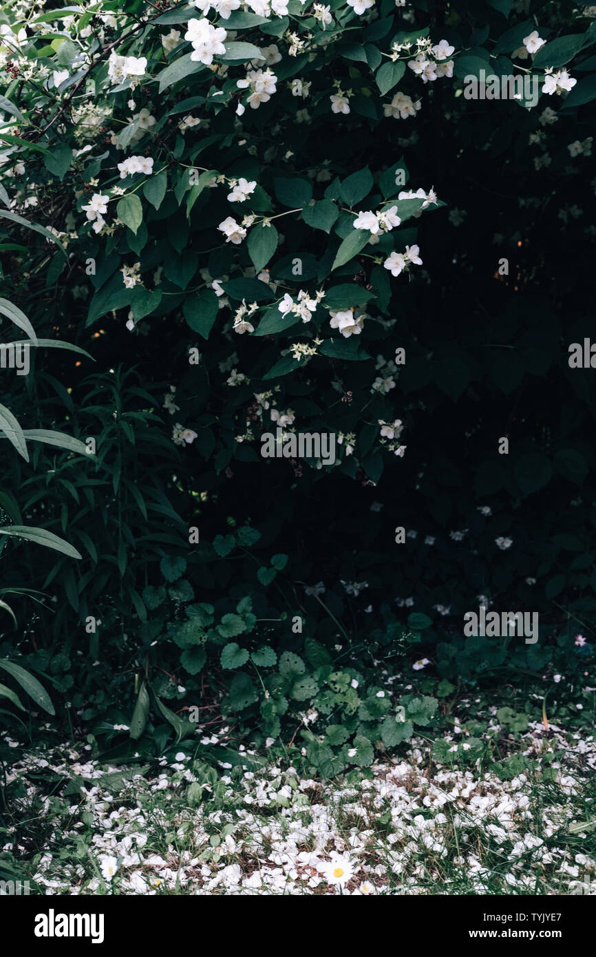 Blooming jasmine bush with falling petals. Great background Stock Photo ...