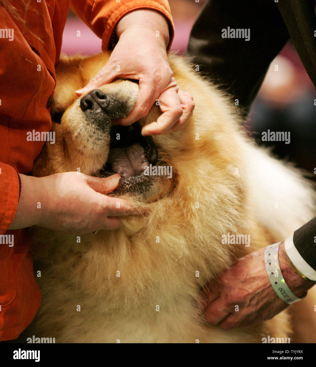 Dog chow chow chow chow two hi-res stock photography and images - Alamy