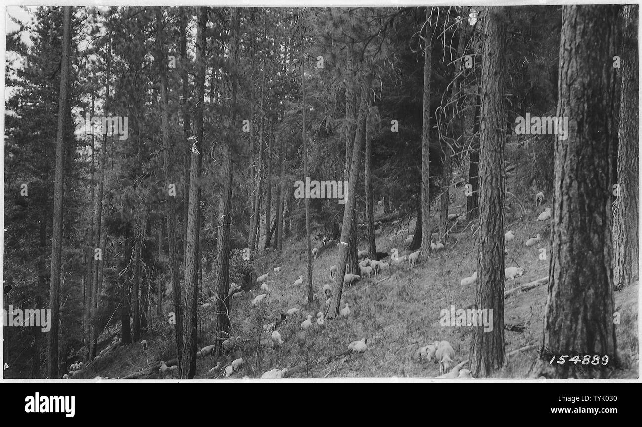 Sheep on Cougar Mountain Allotment, Wenatchee Forest, Washington, 1920 ...