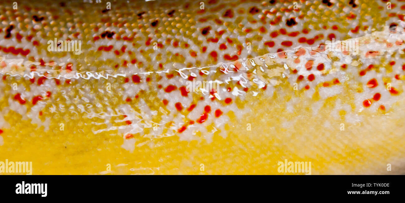 SALMÓN ATLÁNTICO - ATLANTIC SALMON (Salmo salar Stock Photo - Alamy