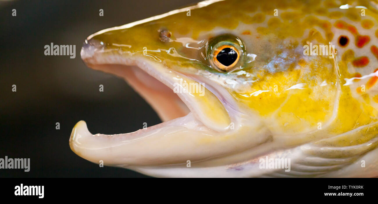 SALMÓN ATLÁNTICO - ATLANTIC SALMON (Salmo salar Stock Photo - Alamy