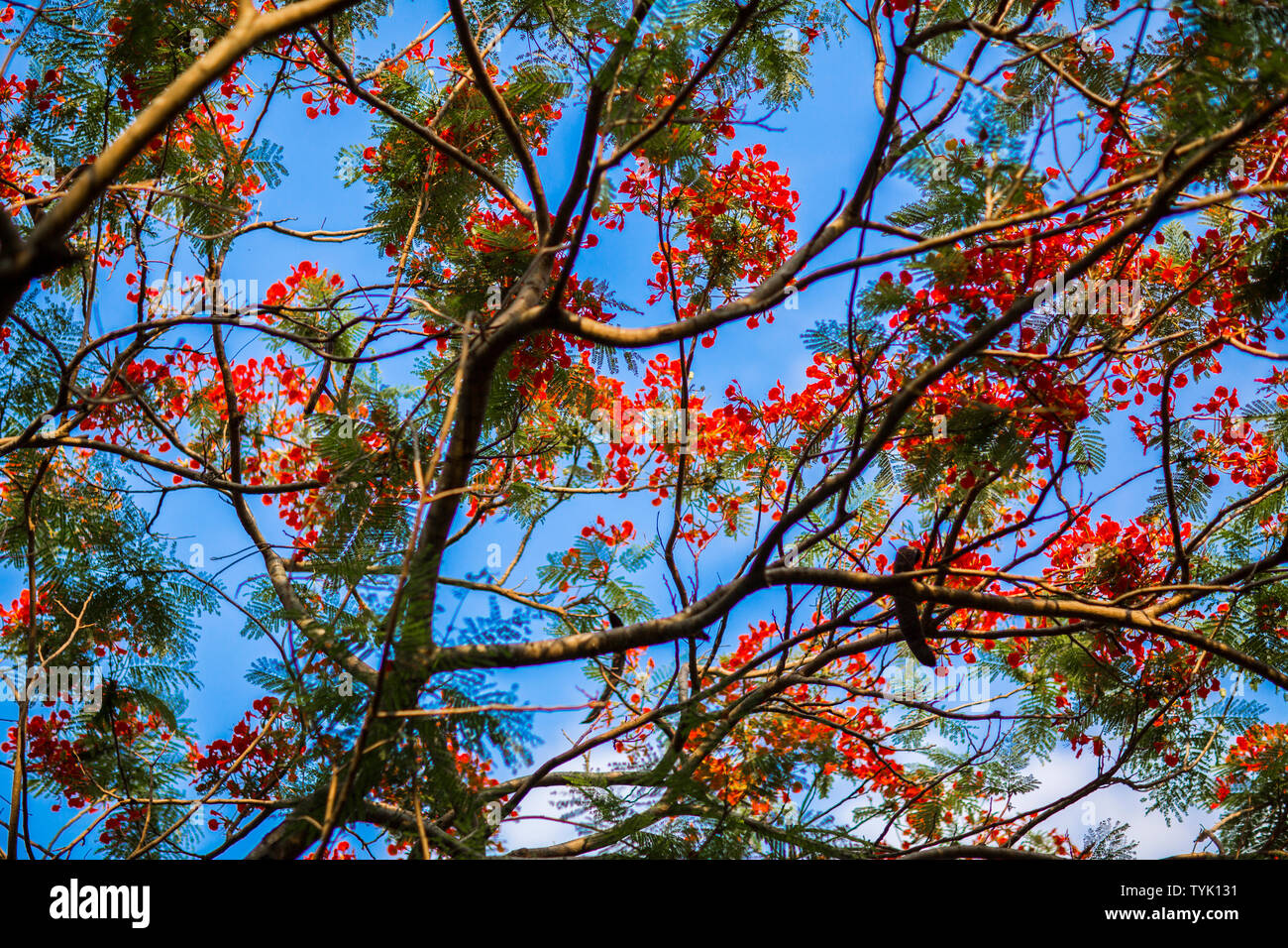 Chinese phoenix tree hi-res stock photography and images - Alamy