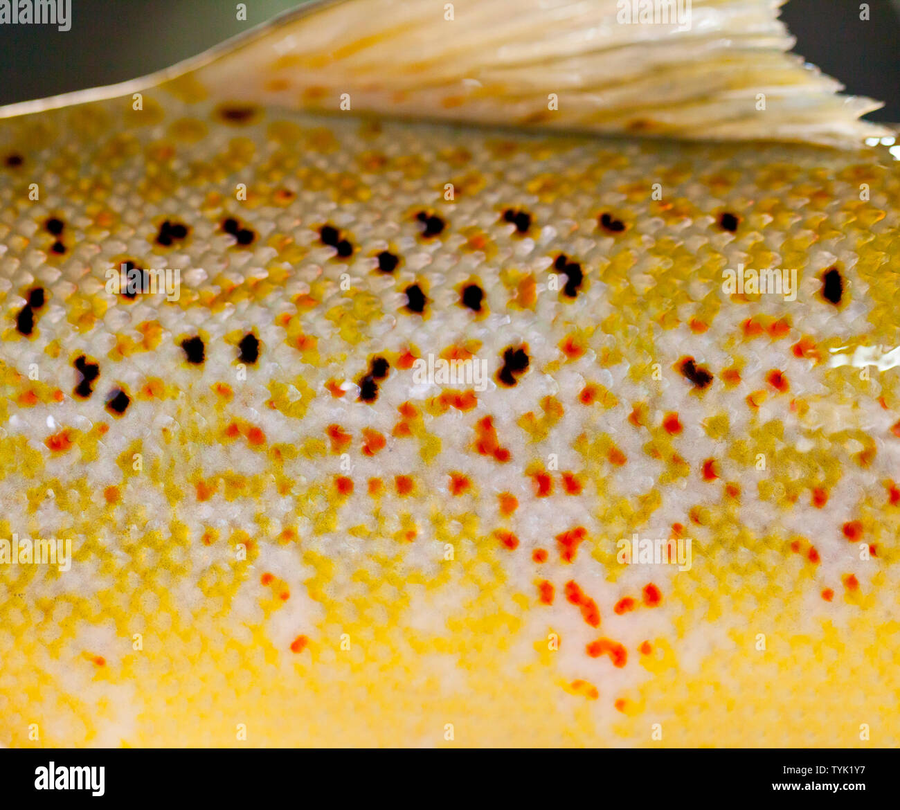 SALMÓN ATLÁNTICO - ATLANTIC SALMON (Salmo salar Stock Photo - Alamy