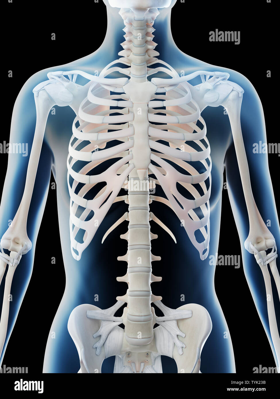 Transparent female skeleton upper body hi-res stock photography and ...
