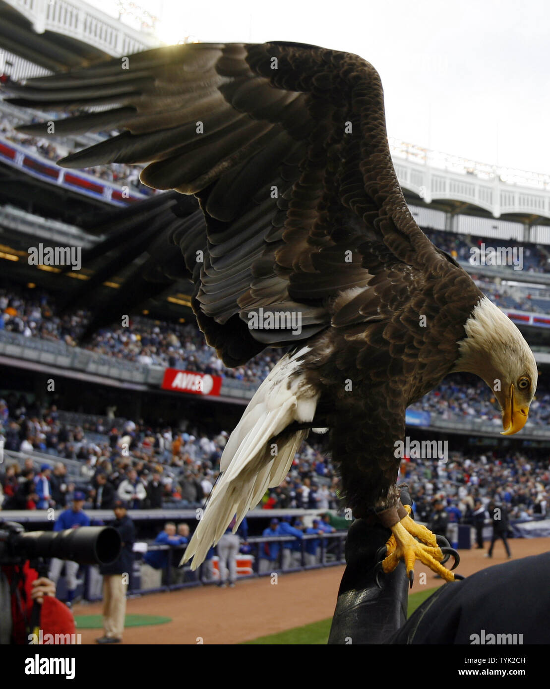 Challenger, the American Bald Eagle, lands on the field before the New ...