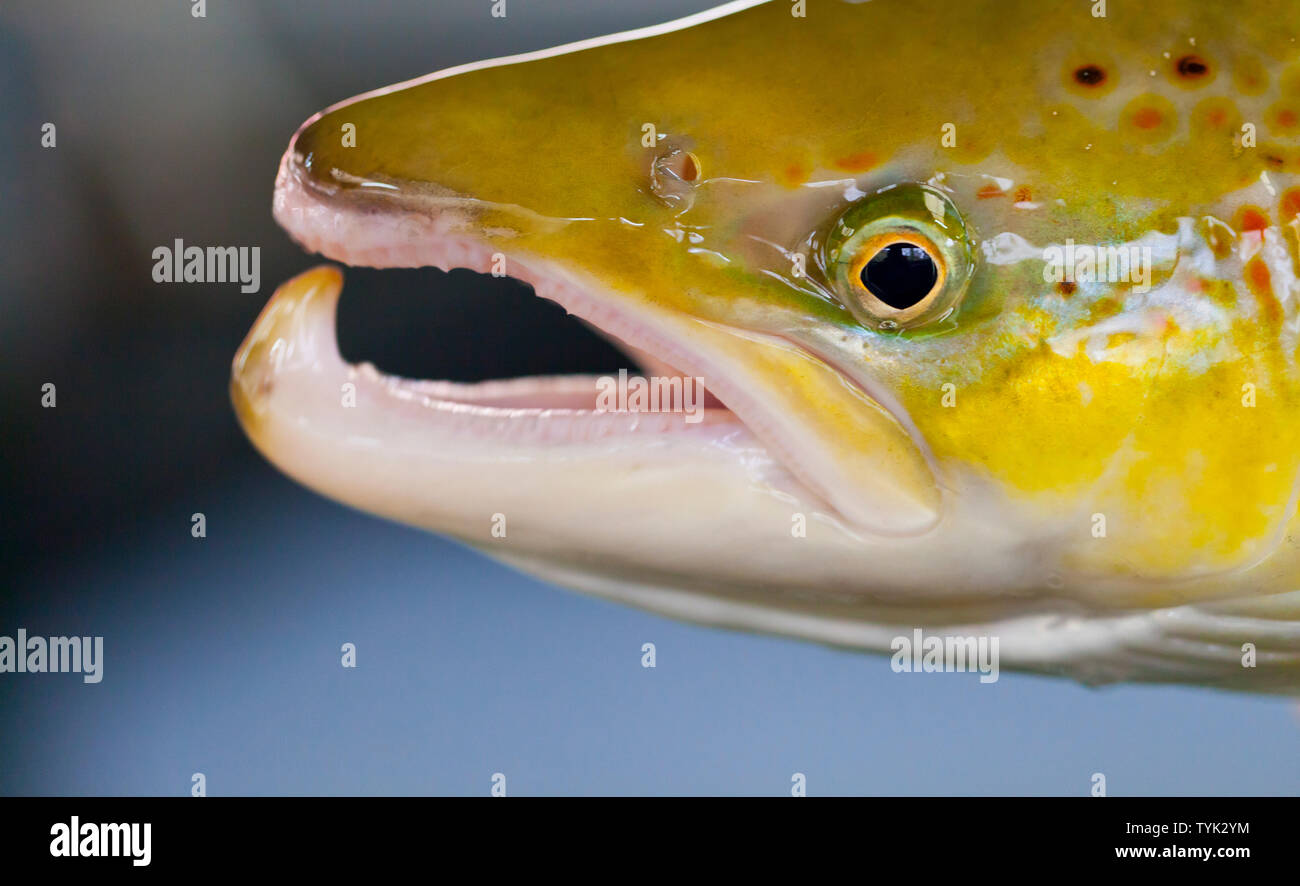 SALMÓN ATLÁNTICO - ATLANTIC SALMON (Salmo salar Stock Photo - Alamy