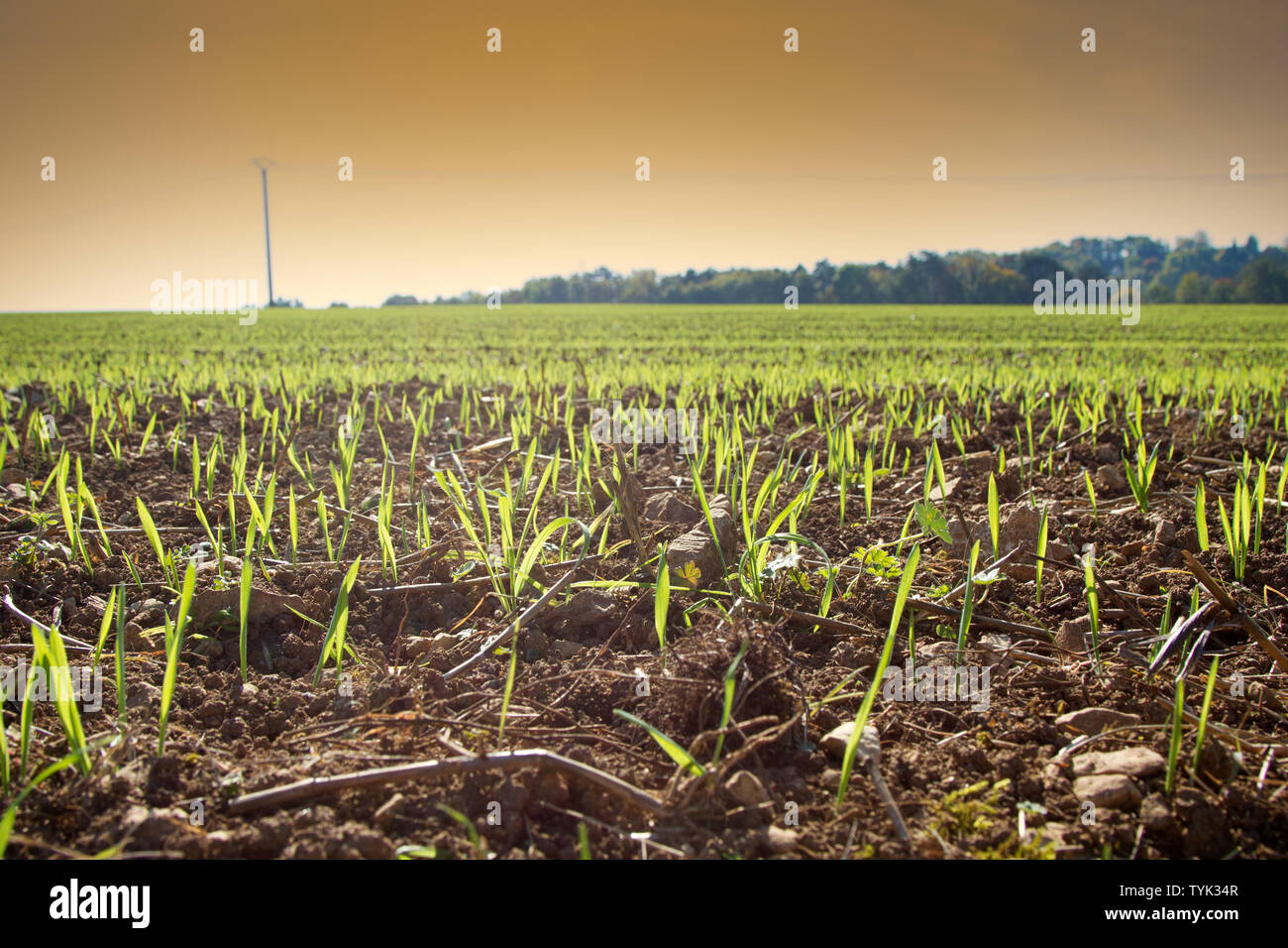 Spring on Northern farmlands. Sprouts (acrospire, underground seedling ...