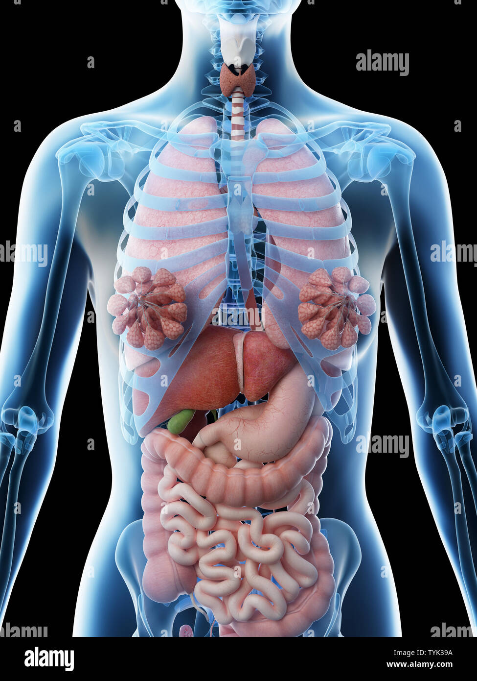 3d rendered illustration of a females organs Stock Photo - Alamy