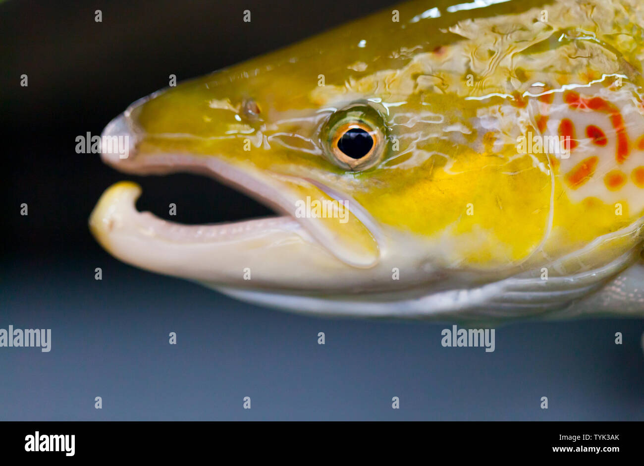 SALMÓN ATLÁNTICO - ATLANTIC SALMON (Salmo salar Stock Photo - Alamy