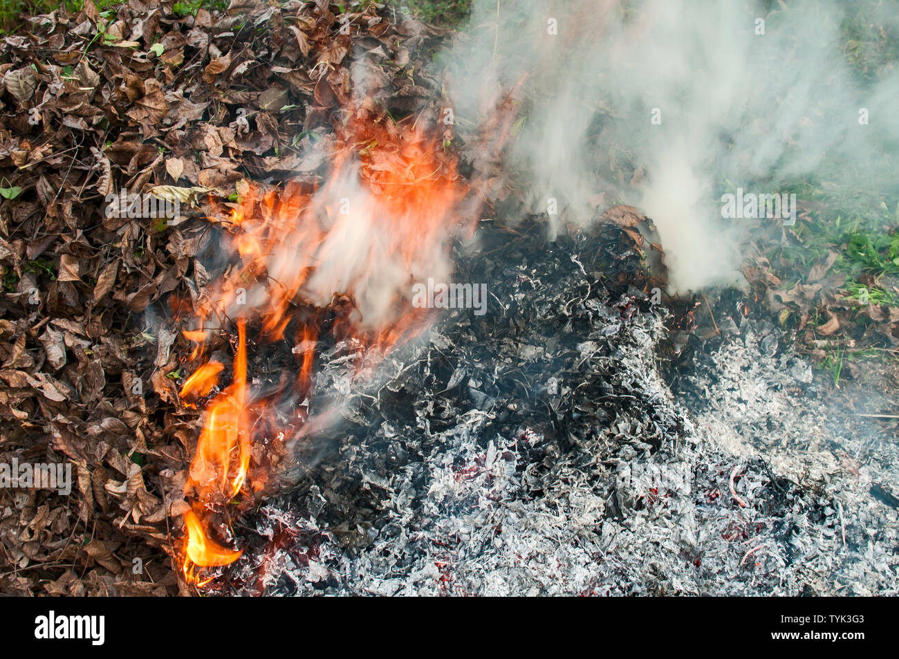 Flame-burning pile of dry autumn leaves and their ashes Stock Photo - Alamy