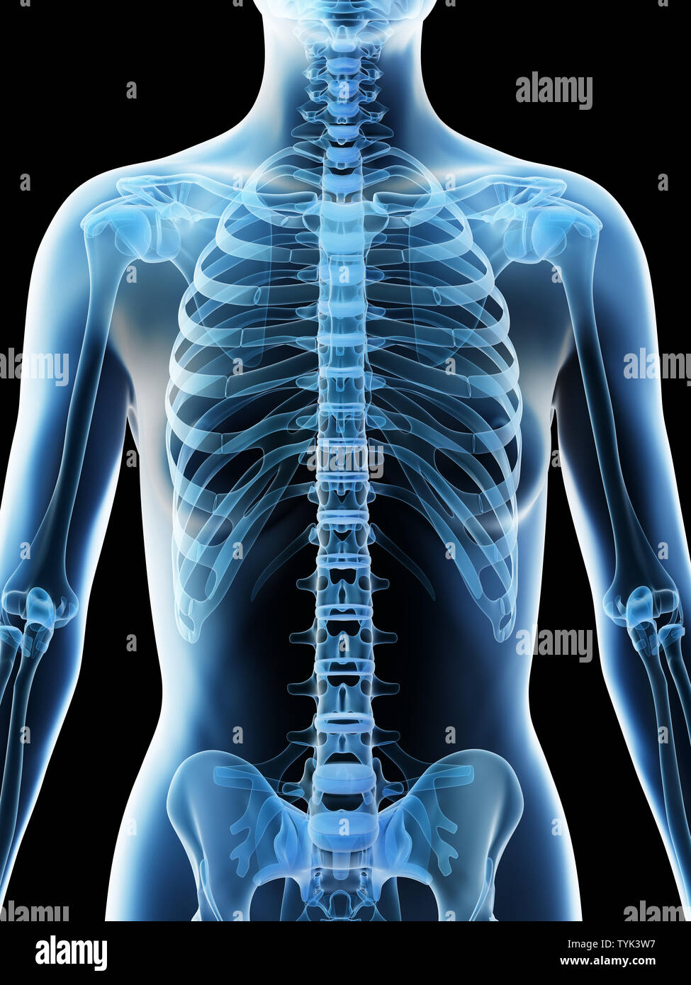 3d rendered illustration of a females skeletal upper body Stock Photo ...