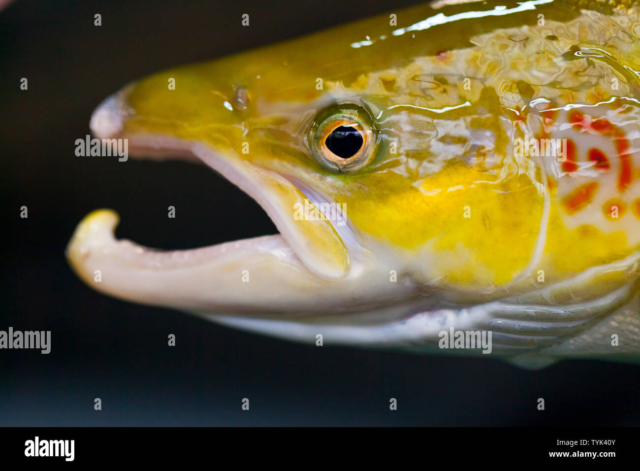 SALMÓN ATLÁNTICO - ATLANTIC SALMON (Salmo salar Stock Photo - Alamy