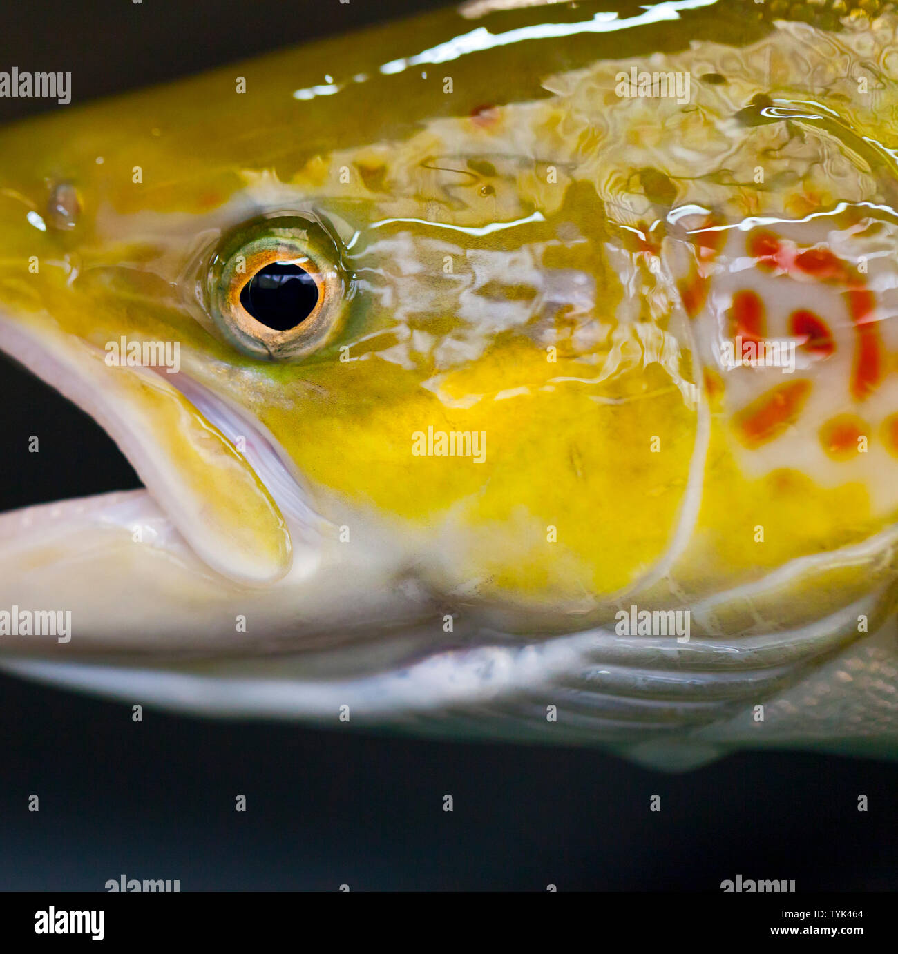 SALMÓN ATLÁNTICO - ATLANTIC SALMON (Salmo salar Stock Photo - Alamy