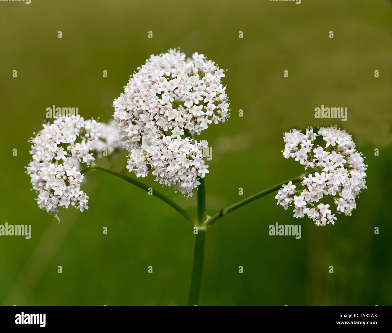 Baldrian, Baldrianbluete, Valeriana, officinalis Stock Photo - Alamy